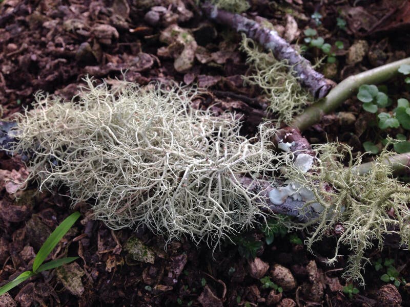 Tree like a coral stock photo. Image of nature, like - 102794076