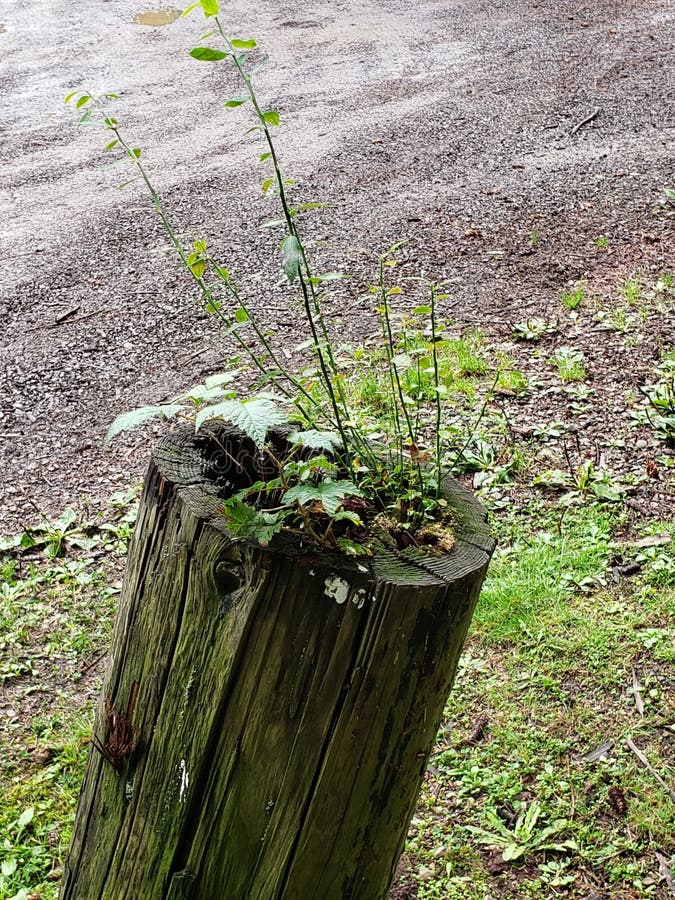 Nature stock photo. Image of life, tree, nature, leaves - 160422588