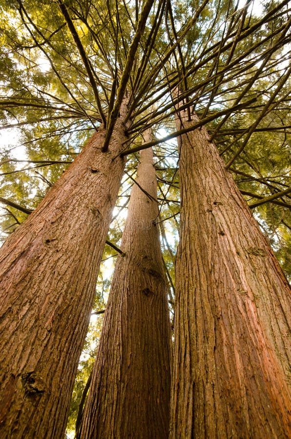 Nature Life stock image. Image of green, towering, park - 54414933