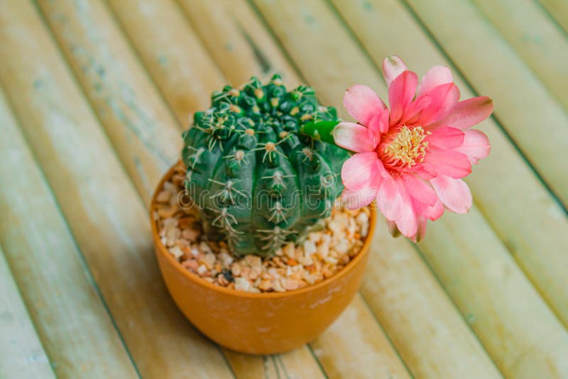 Nature Light Tone with Cactus in Pot Stock Image - Image of petty ...