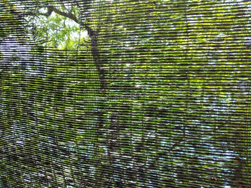 Nature through Light – a Transparent Net Perspective Stock Photo ...