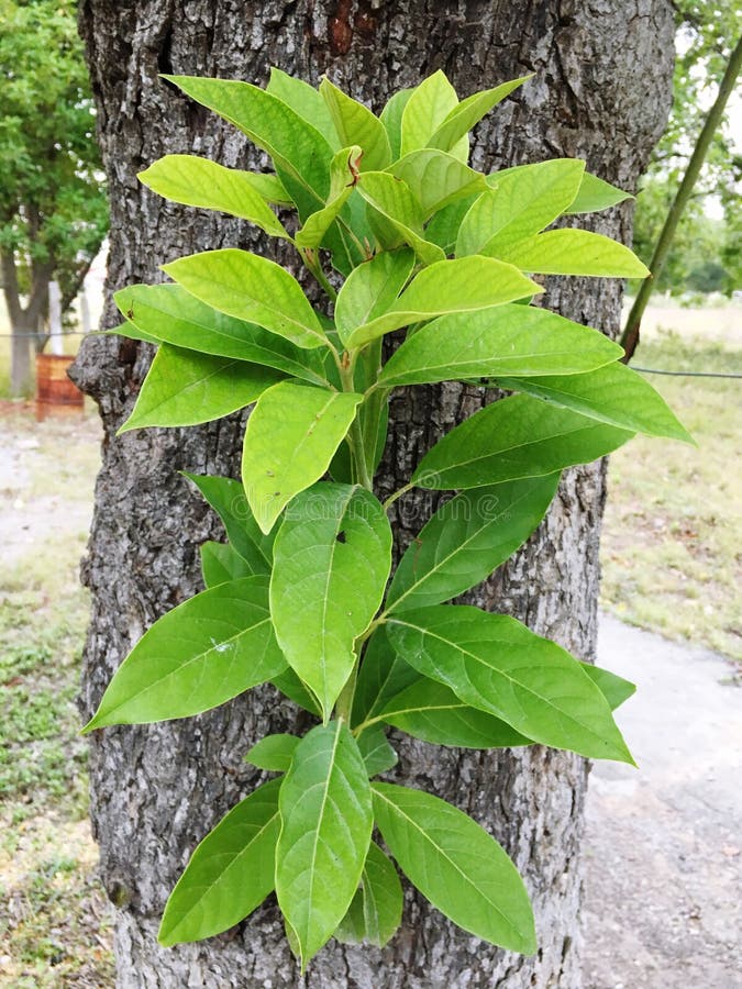 Nature Light Trees Leaves Natural Stock Image - Image of green, love ...