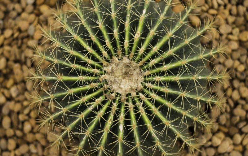 Nature in lines stock image. Image of line, park, nature - 44001193