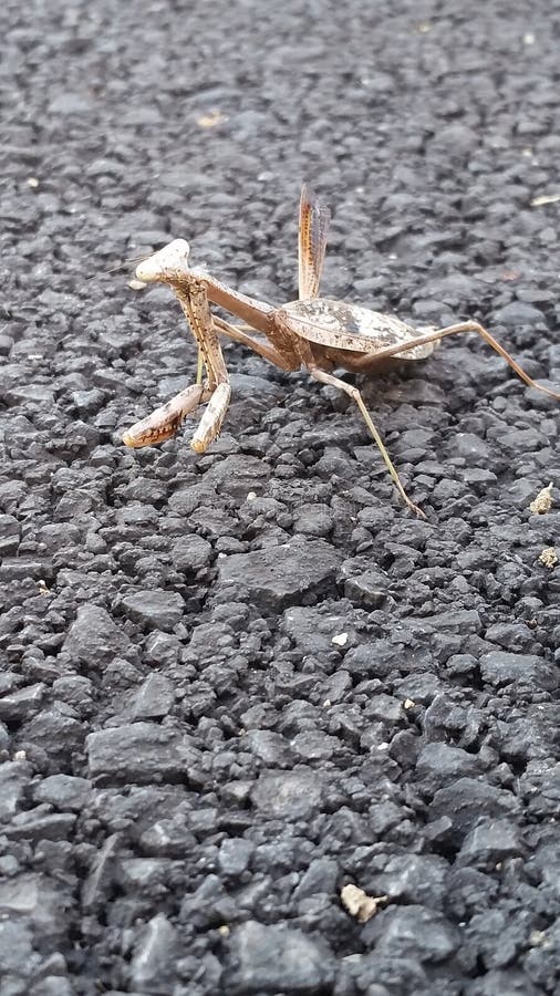 Nature little bug stock image. Image of outdoor, insect - 79597791