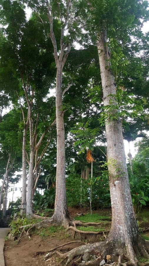 Nature stock image. Image of tall, long, resort, nature - 114669227