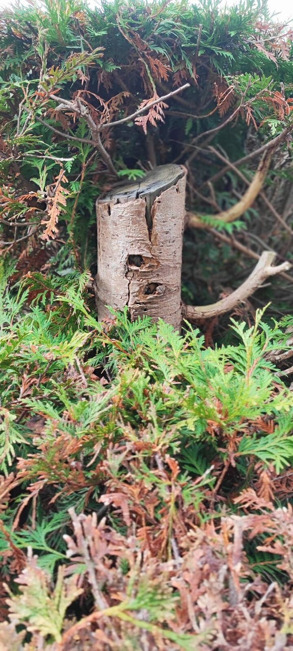 Nature Truncated Trunk of Thuja Stock Photo - Image of forest, plant ...