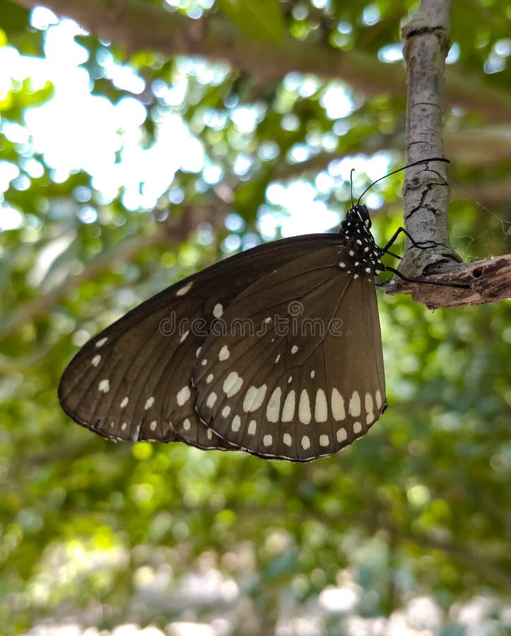 Butterfly stock image. Image of nature, love, nice, butterfly - 124415841