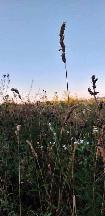 Nature lovers , field weed stock photo. Image of shrub - 216722442