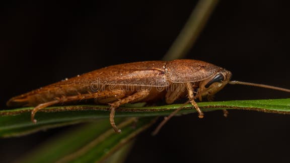 Nature Macro Image of Huge Jungle Cockroach on Rainforest Jungle Stock ...