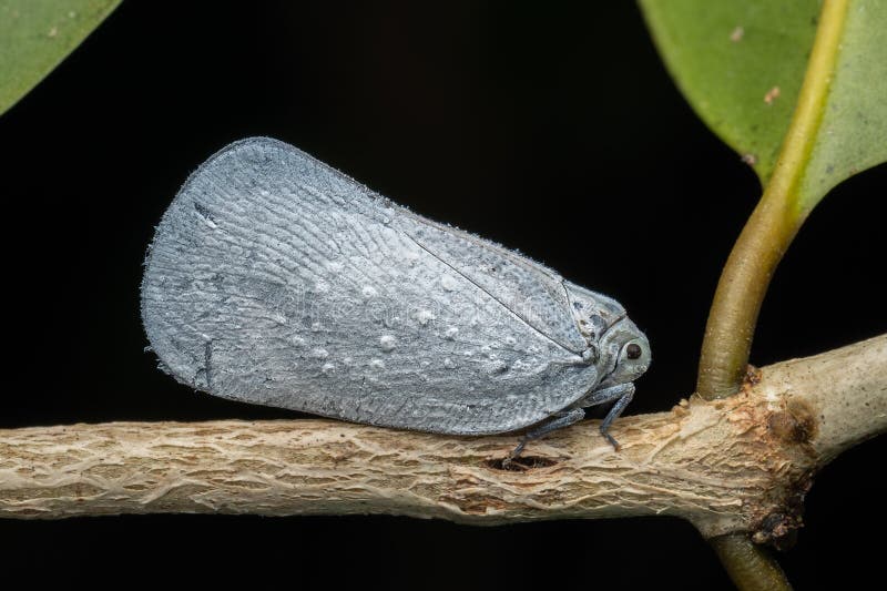 Nature Macro Image of White Plant Hopper on Tree Branch Stock Image ...