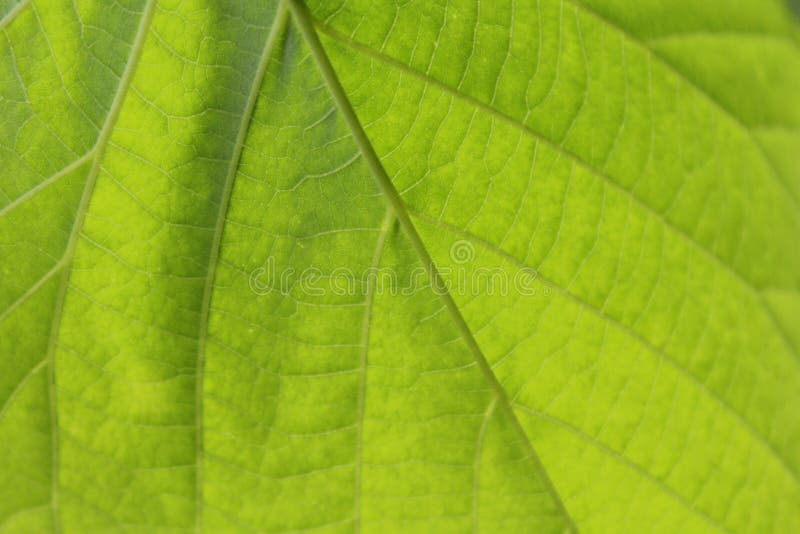 Nature macro tree stock photo. Image of leaf, light, plant - 93271370
