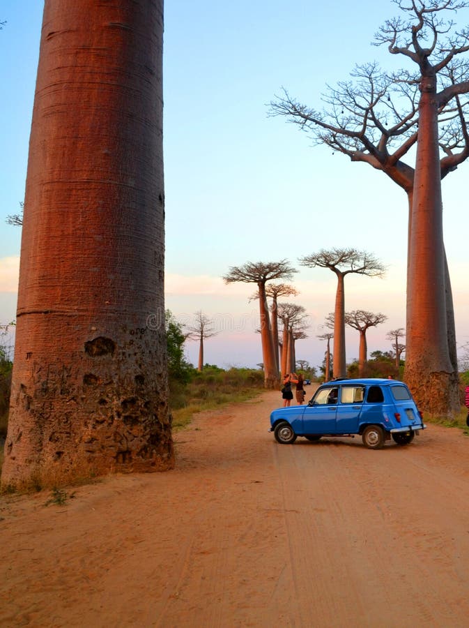Nature of Madagascar editorial stock photo. Image of exotic - 191983248