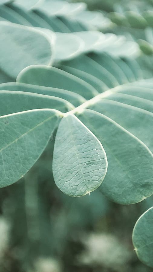 Nature made good mood stock image. Image of moods, good - 252950745