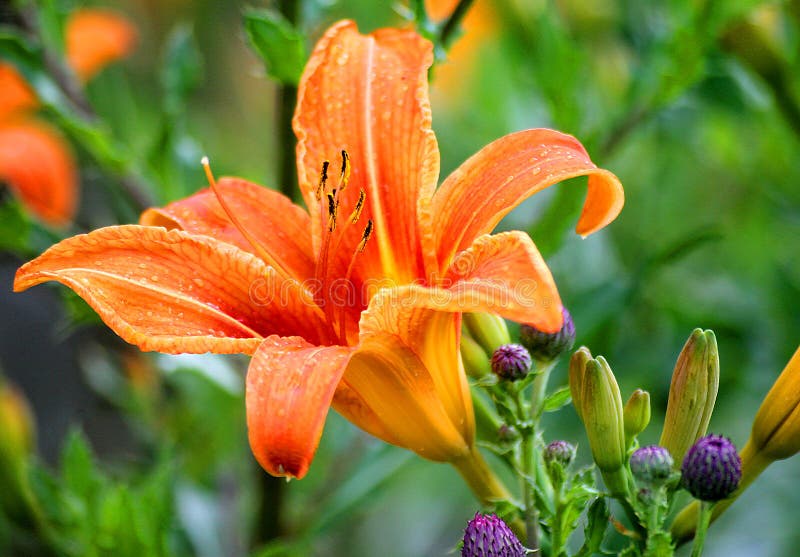 Nature makes me happy stock image. Image of lily, plant - 191515631
