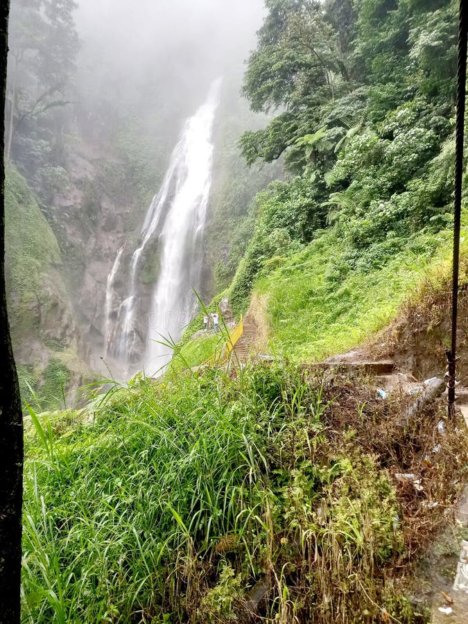 Nature makes peace stock image. Image of stream, jungle - 270504333