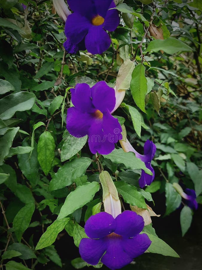 Nature Mandevilla Purple Beautiful Flowers Stock Image - Image of ...