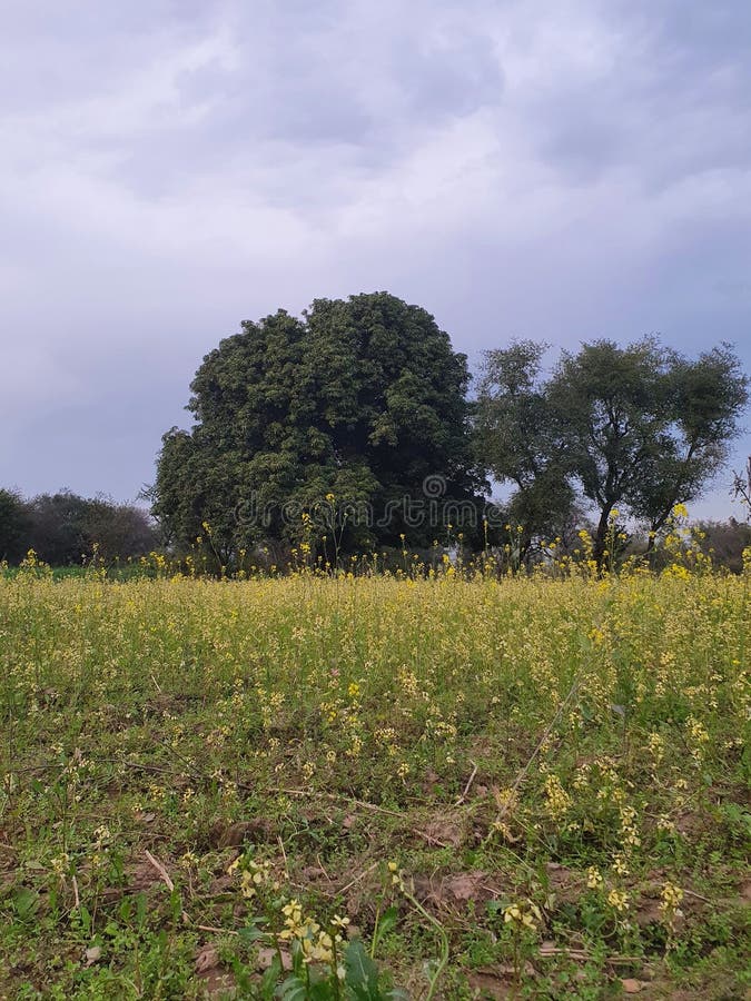 Nature mango tree stock image. Image of tree, mango - 270826241