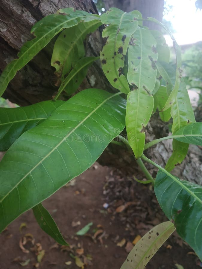 Nature mango tree leaf stock image. Image of nature - 220768797