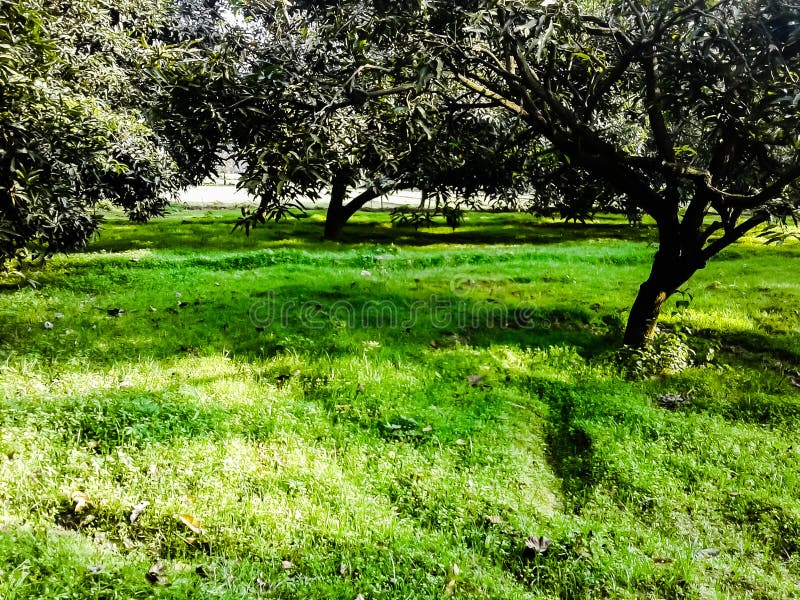 Nature of mango Trees stock photo. Image of falling - 166955410