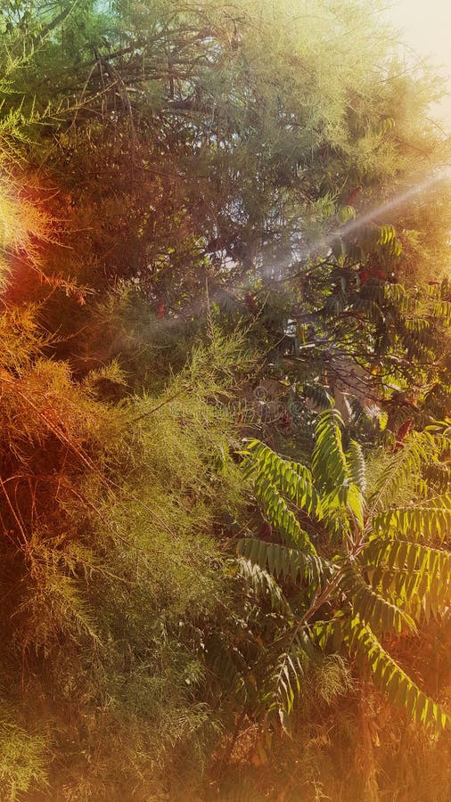 Nature stock image. Image of threes, nature, summer, three - 77294549