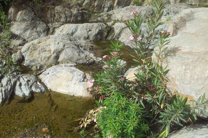 Nature Maroc image stock. Image du végétation, superbe - 91174365