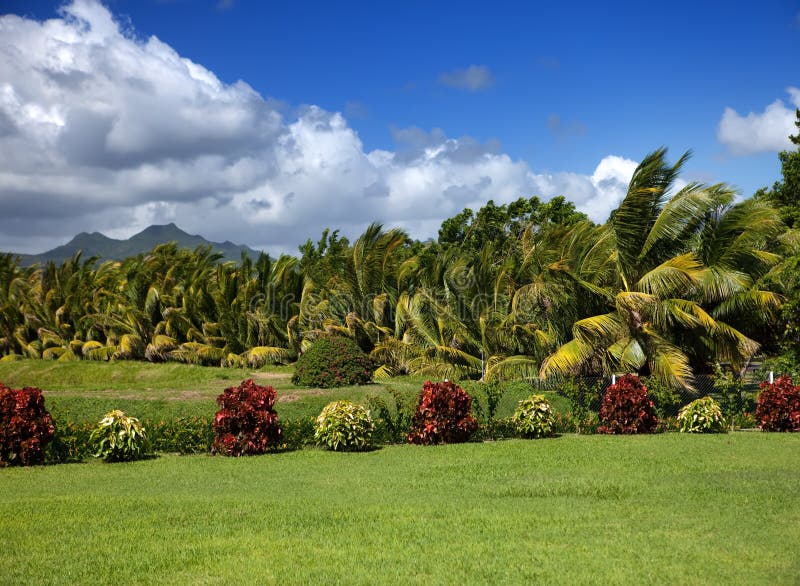 Nature of Mauritius. Tropical Landscape in a Sunny Day Stock Image ...
