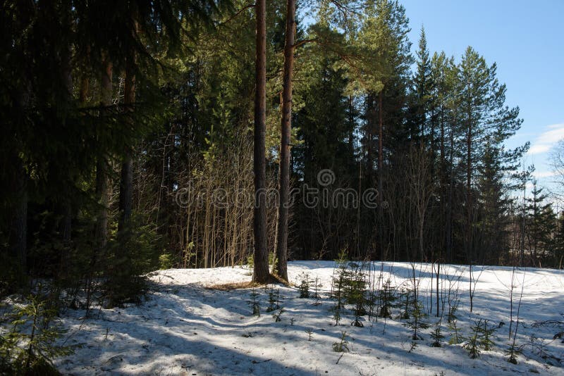 Nature in the Middle of Spring in the Taiga Forest Stock Photo - Image ...
