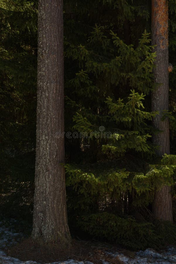 Nature in the Middle of Spring in the Taiga Forest Stock Photo - Image ...