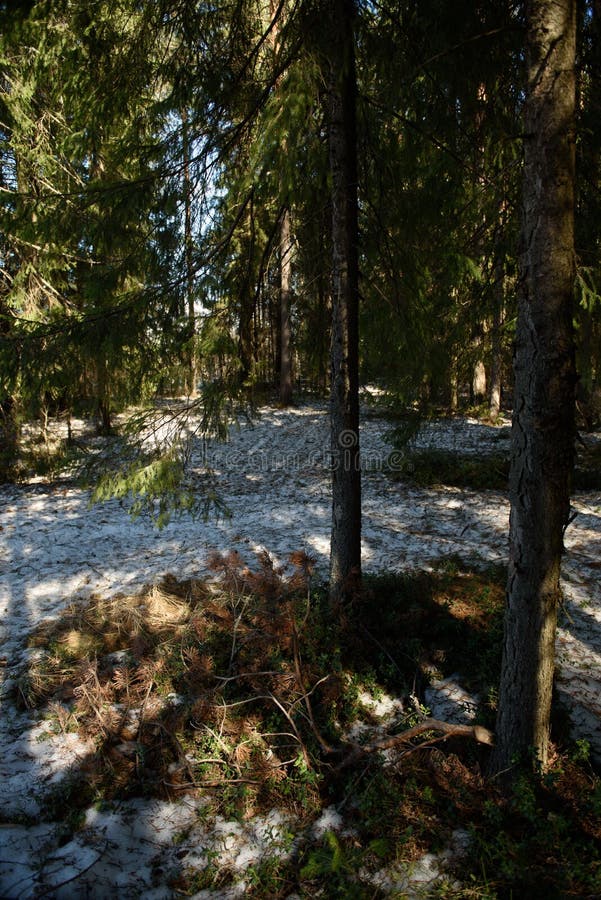 Nature in the Middle of Spring in the Taiga Forest Stock Photo - Image ...