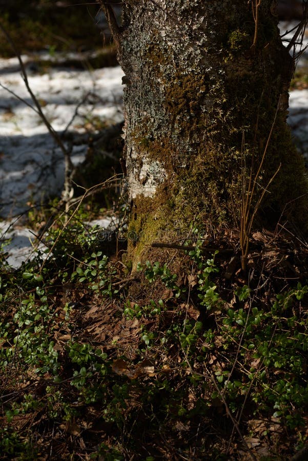Nature in the Middle of Spring in the Taiga Forest Stock Image - Image ...