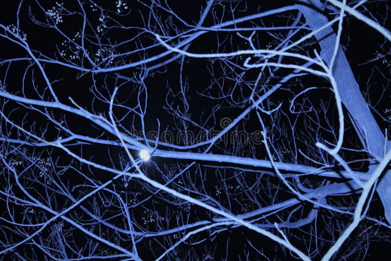 Midnight Horror, or Indian Trumpet Flower, Broken Bones, Tree of ...