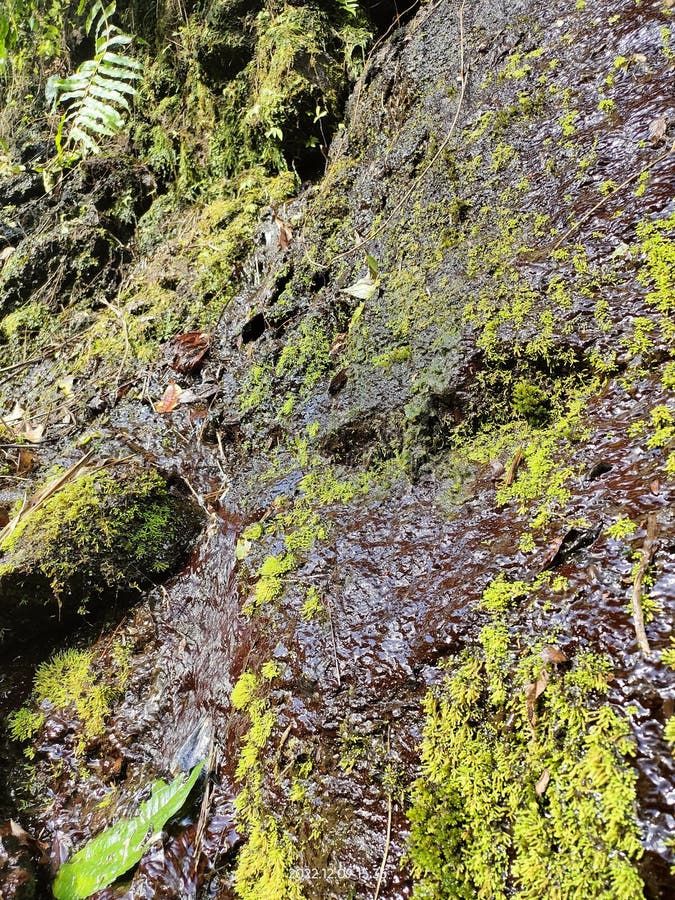 Nature mini river and moss stock image. Image of soil - 263584821