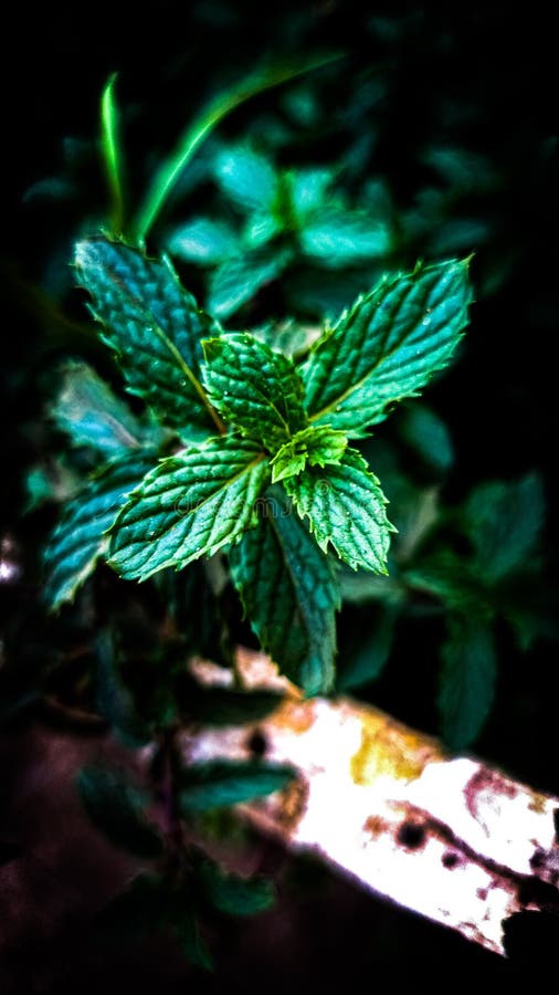 Nature Mint Leaves Image Wow Stock Photo - Image of nature, mint: 216036814