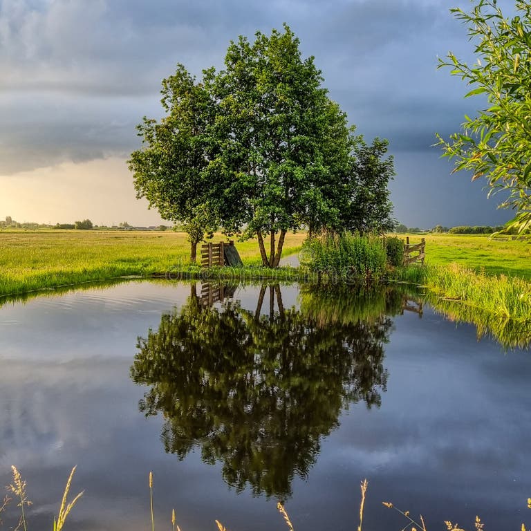 Nature mirror tree stock photo. Image of autumn, grass - 250705856