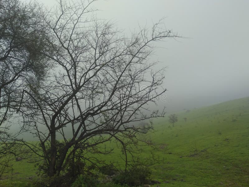 Nature with mist stock photo. Image of mosr, sunlight - 179630776