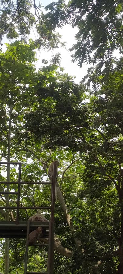 Nature with Monkey Green Tree and Good View Stock Image - Image of ...