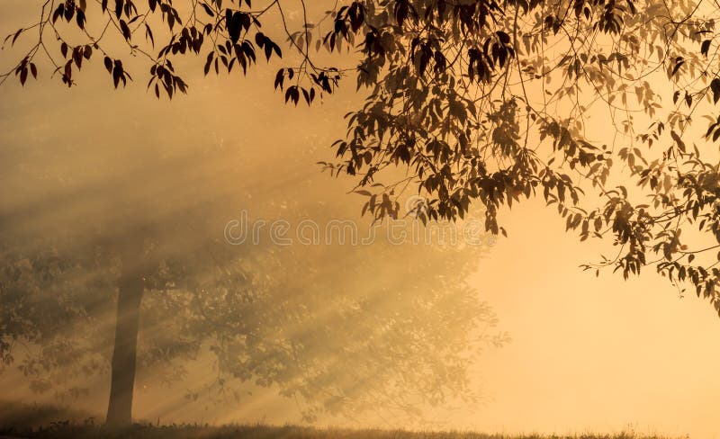 Nature, morning, sunrise stock image. Image of trees - 44281047