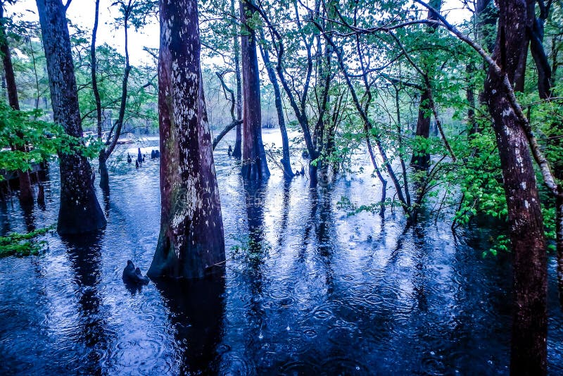 American Eel Above - Morrison Springs Cavern Stock Image - Image of ...