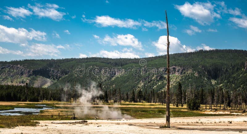 Nature MORT, Dead Tree in Yellowstone Stock Image - Image of vacation ...