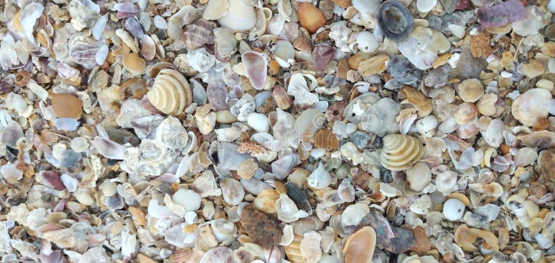 Nature Mosaic of Shells on a Brazilian Beach. Stock Photo - Image of ...