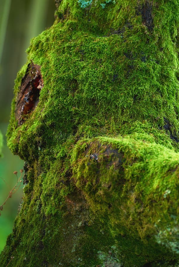 Nature, Moss and Environment with Tree Trunk in Forest for ...