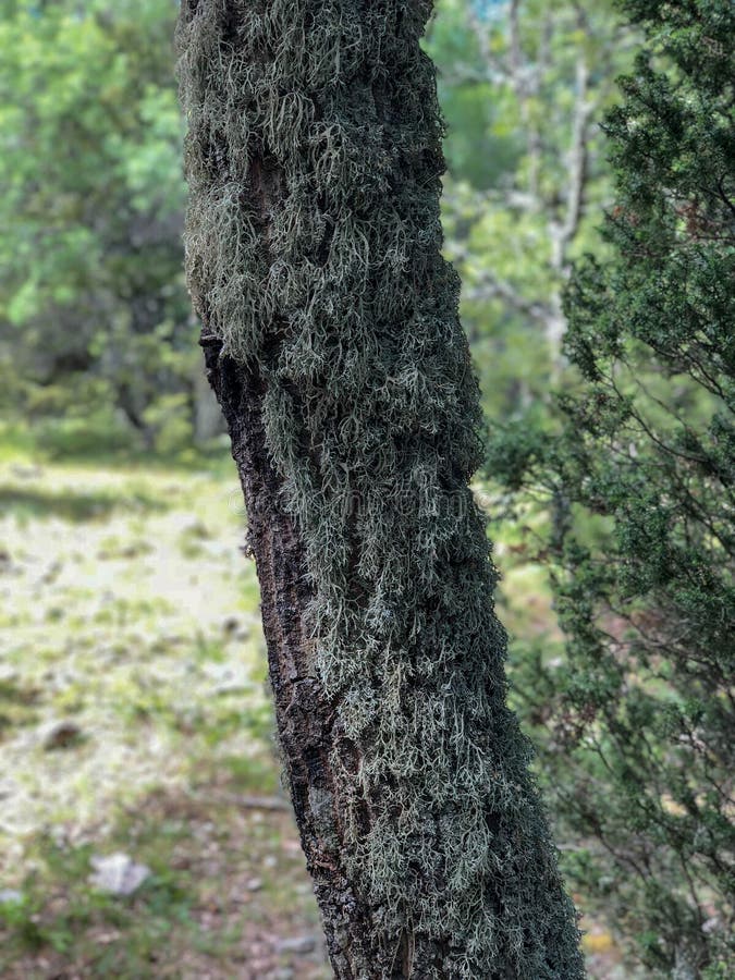 Nature Mossy Tree Forest in the Hill, Deep Forest in the Big Trees ...