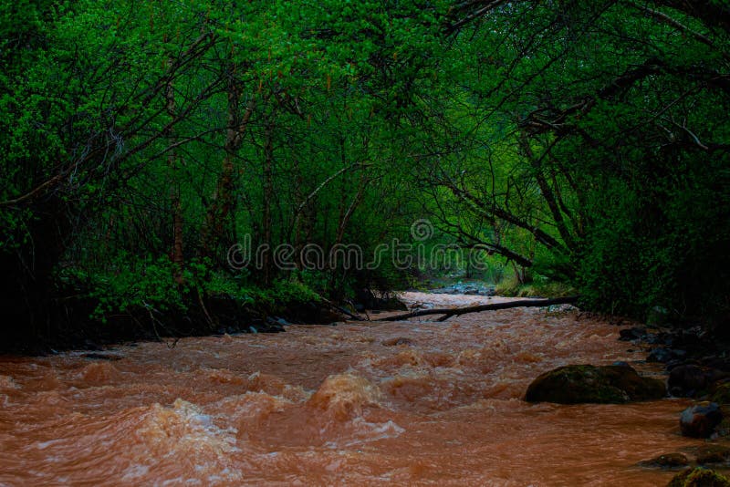 Nature Mountains Forest Trees River Stock Photo - Image of green ...