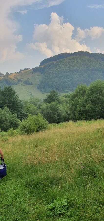 Nature in the Mountains in Romania Stock Photo - Image of tree, grass ...