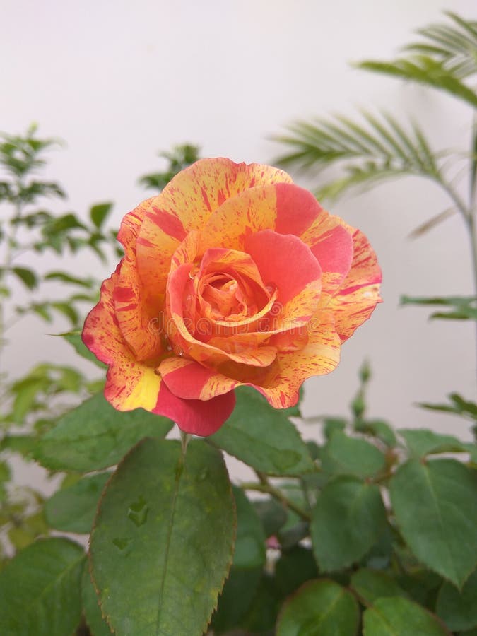 Nature stock image. Image of self, multicolor, rose, note - 90170851