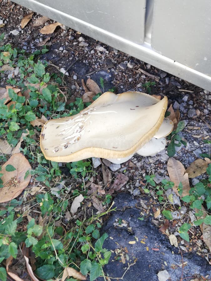 .Nature mush plants stock photo. Image of nature, plants - 184909290