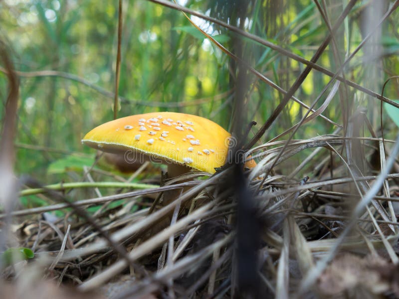 The Nature mushroom. stock image. Image of leaf, ingredient - 110401863