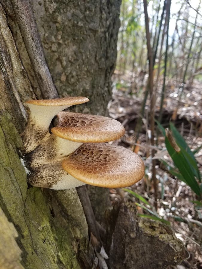 Nature Mushrooms stock photo. Image of mushrooms, produce - 232587582