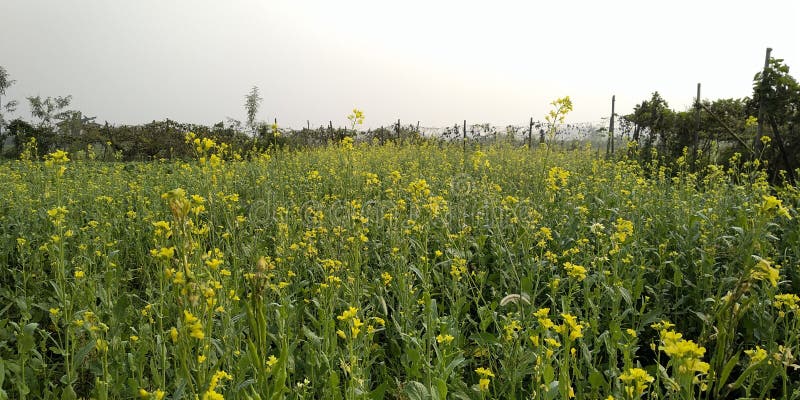Nature , Mustard Tree, Beautiful Stock Image - Image of click, tree ...