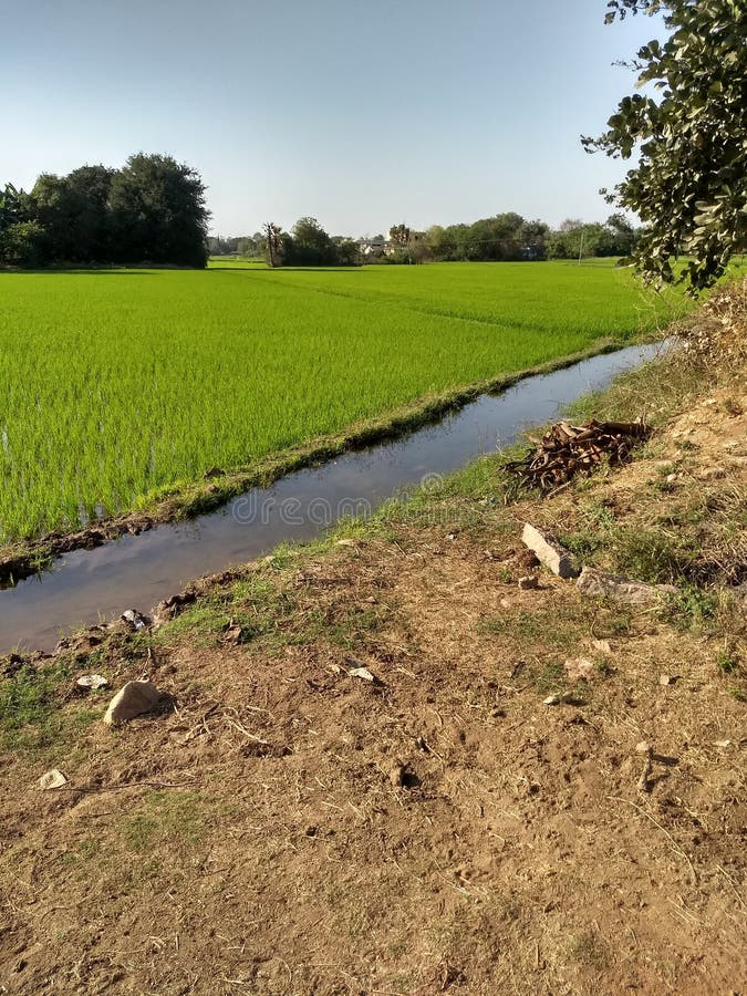 Nature stock photo. Image of natural, nature, green - 125079498